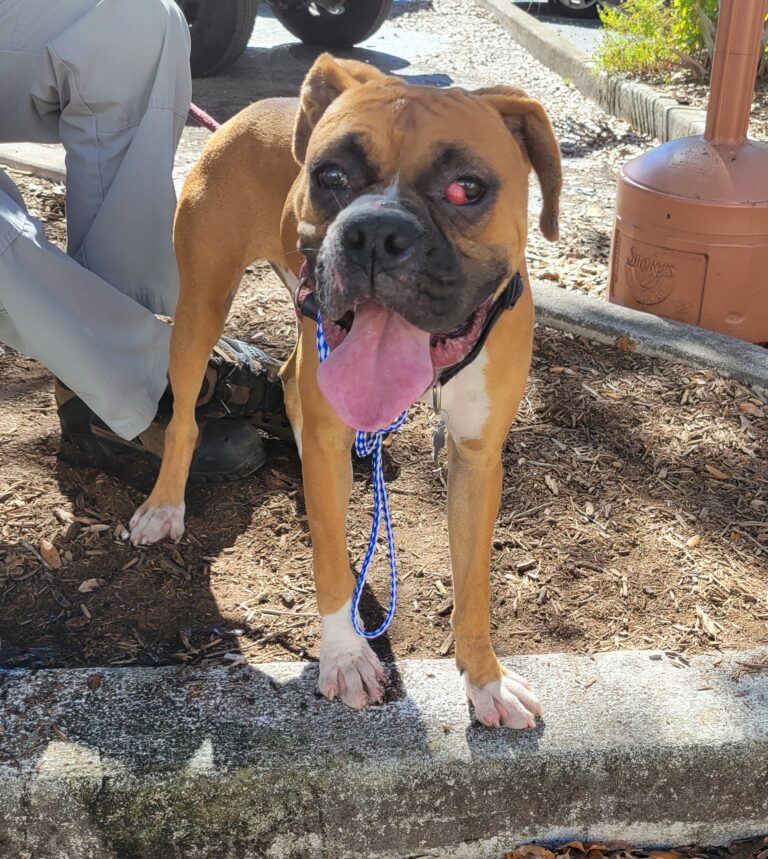 Boxer Friends Inc. – GIVING BOXERS A NEW LEASH ON LIFE