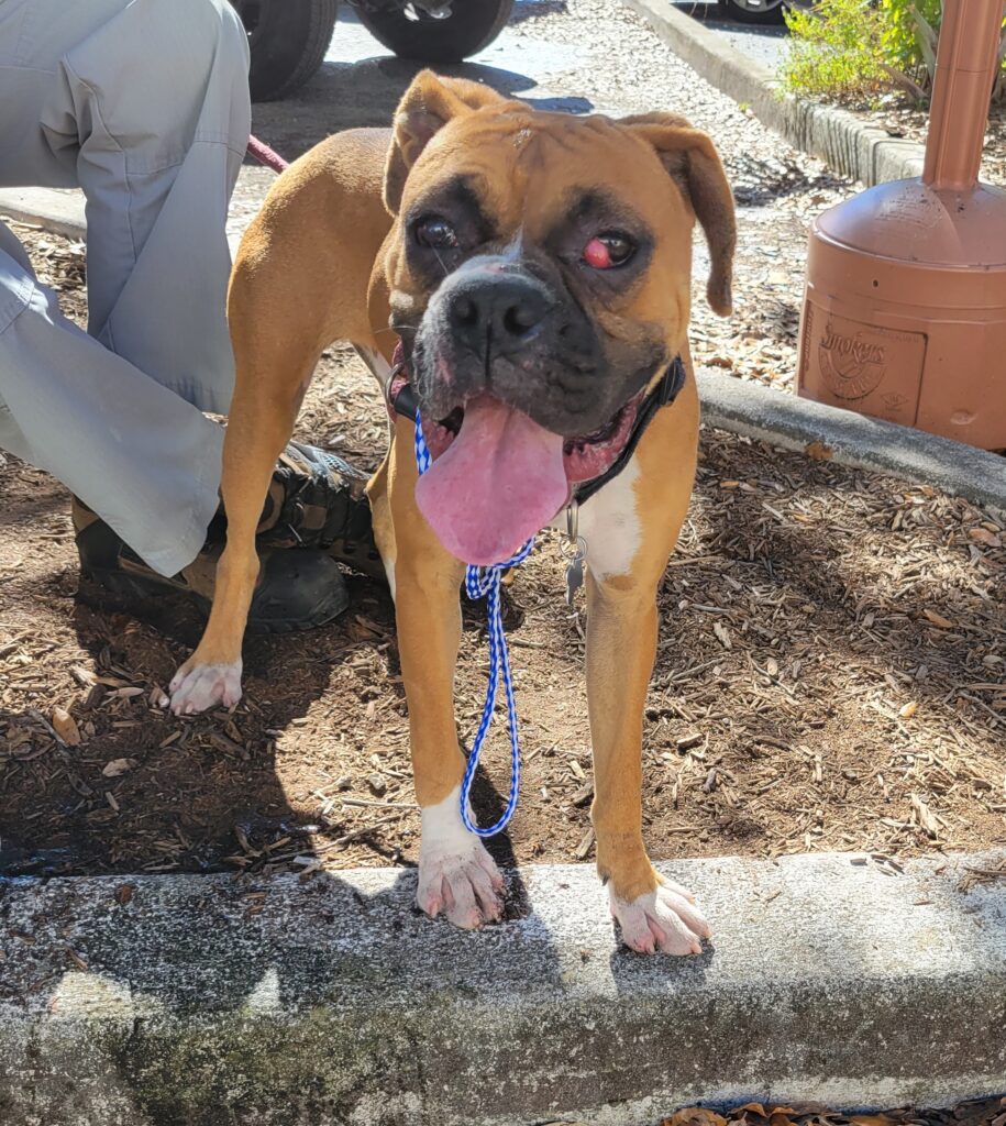 Boxer Friends Inc. – GIVING BOXERS A NEW LEASH ON LIFE